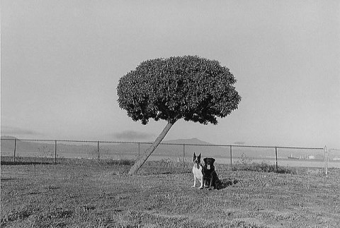 Henry Wessel | i like this art